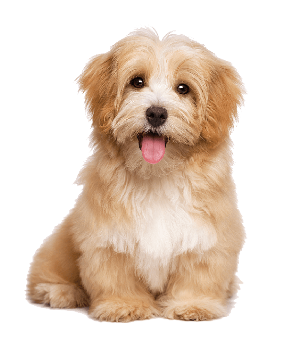 Franchises :: Oli Pet Care